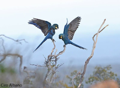 Zoológico Virtual do Brasil! Seu Safari Virtual!: Arara-azul-de-lear