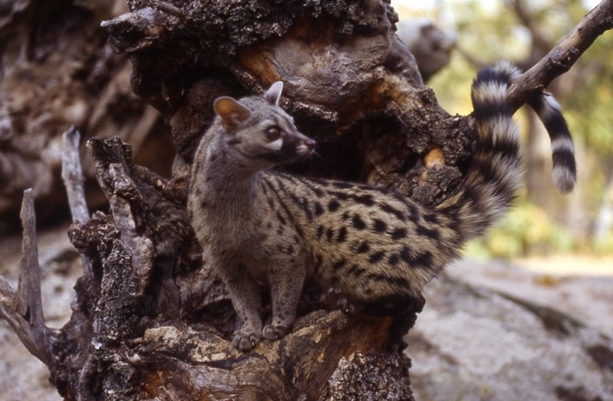 Zoológico Virtual do Brasil! Seu Safari Virtual!: Gineta