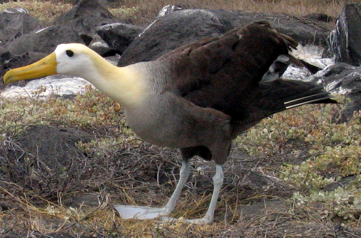 Zoológico Virtual do Brasil! Seu Safari Virtual!: Albatroz-das-Galápagos