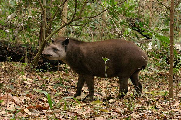 Zoológico Virtual do Brasil! Seu Safari Virtual!: Anta