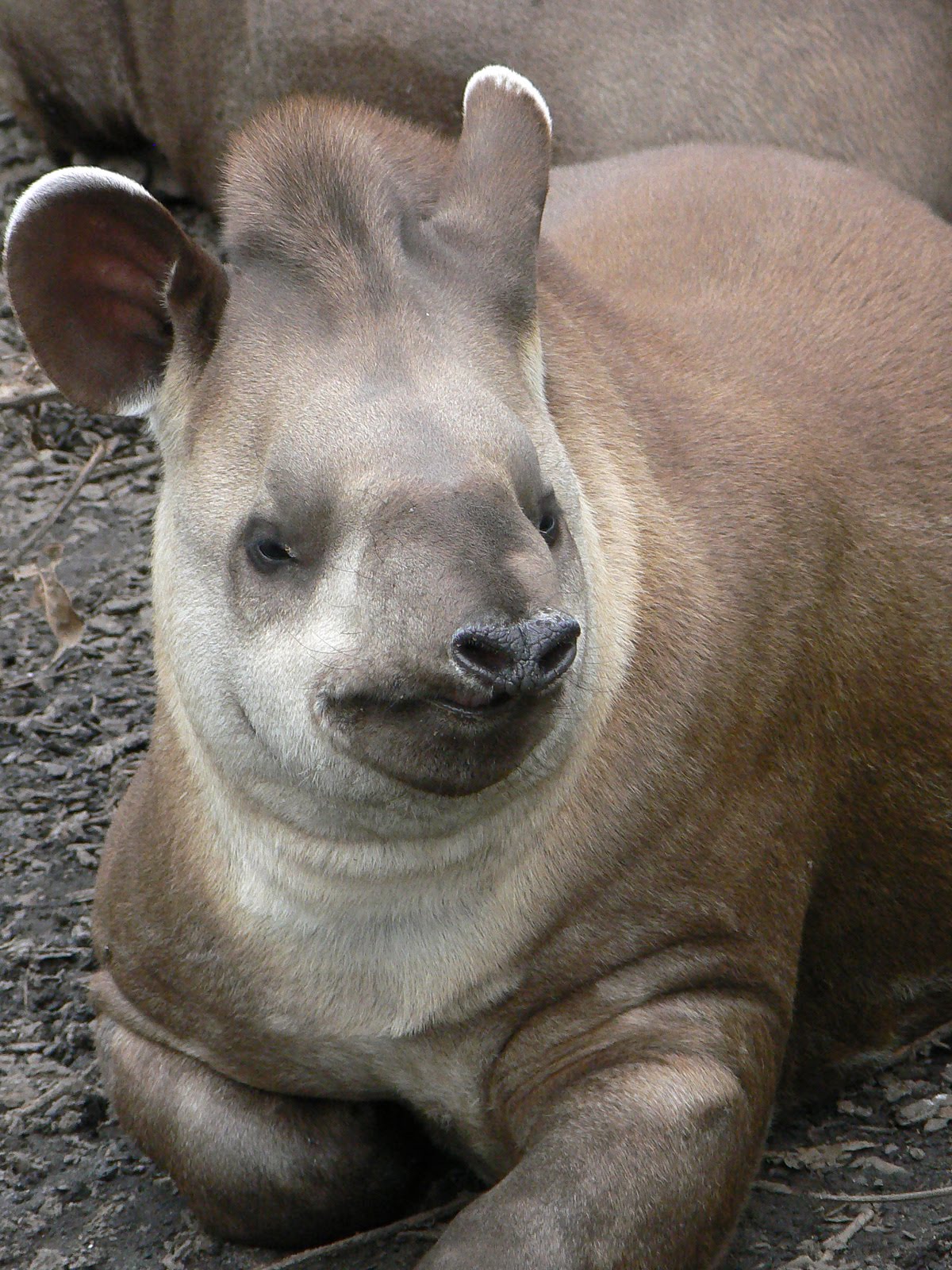 Zoológico Virtual do Brasil! Seu Safari Virtual!: Anta