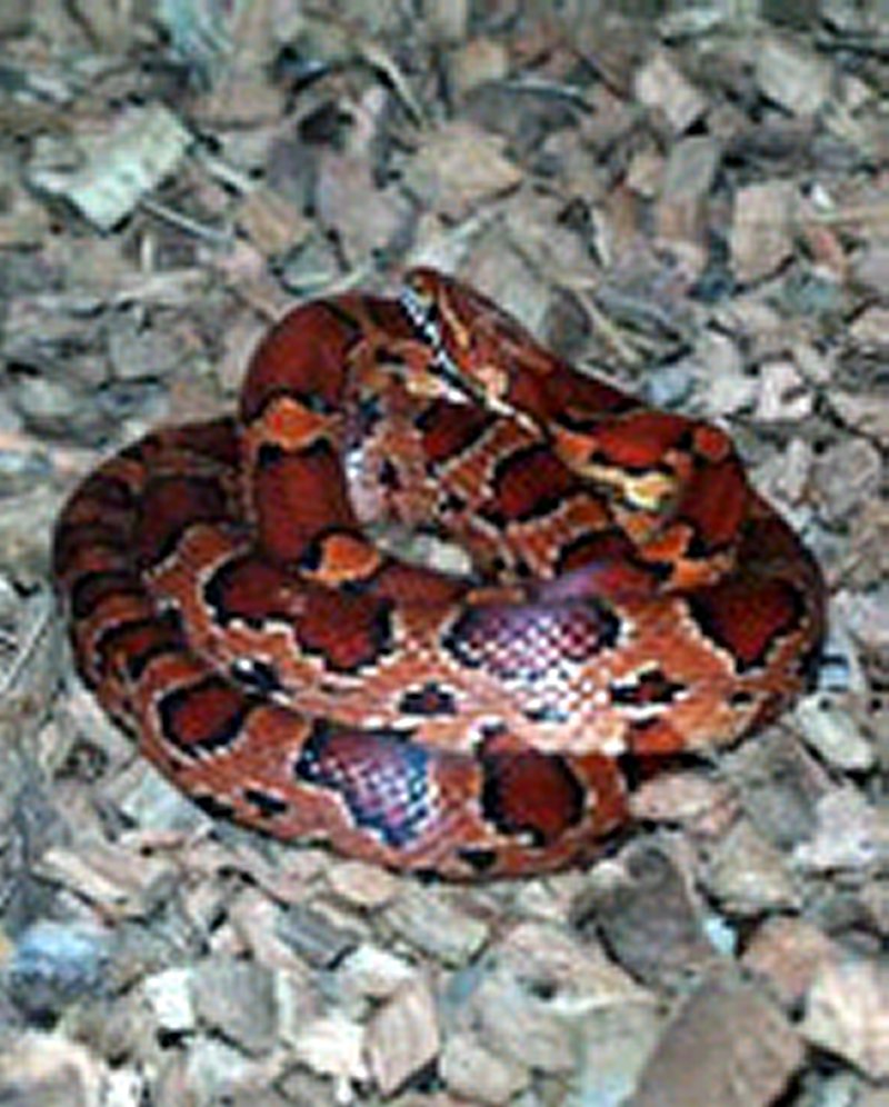 Zoológico Virtual do Brasil! Seu Safari Virtual!: Cobra-do-milho