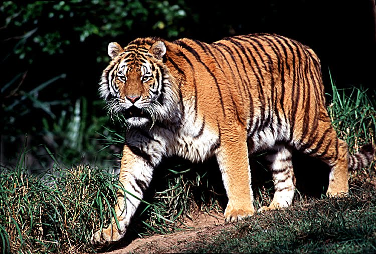 Zoológico Virtual do Brasil! Seu Safari Virtual!: Tigre-de-bengala