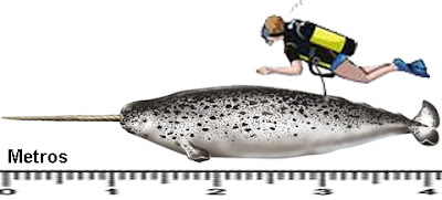 Zoológico Virtual do Brasil! Seu Safari Virtual!: Narval