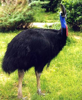 Zoológico Virtual do Brasil! Seu Safari Virtual!: Casuar