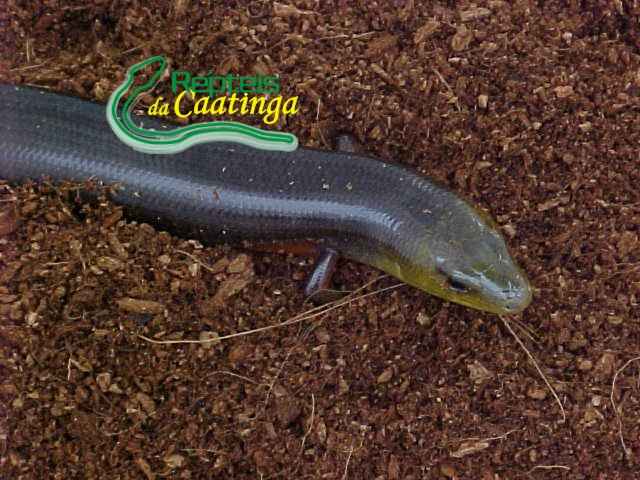 Zoológico Virtual do Brasil! Seu Safari Virtual!: Lagarto Briba