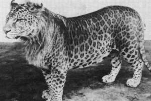 leopon - ekşi sözlük