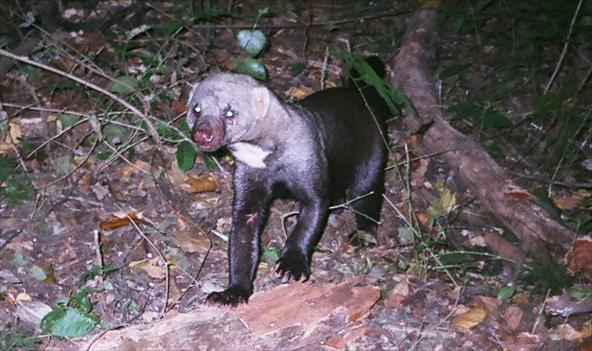 Zoológico Virtual do Brasil! Seu Safari Virtual!: Irara