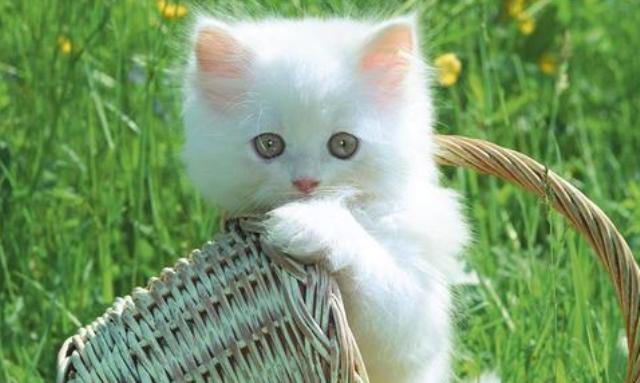 EXO PLANET: fakta-fakta tentang kucing dan cara mencegah penyakit ...