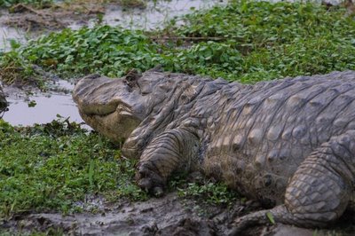 Professor Beto Historia e Geografia: PARQUE BARIGUI