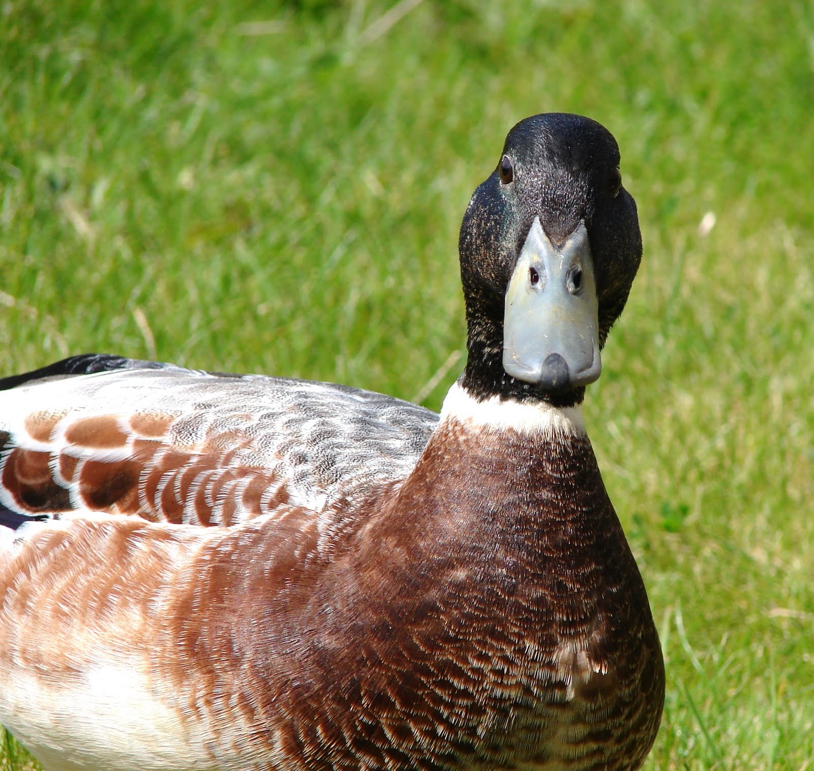 Priscilla's Cottage: Sunny Days..New Camera