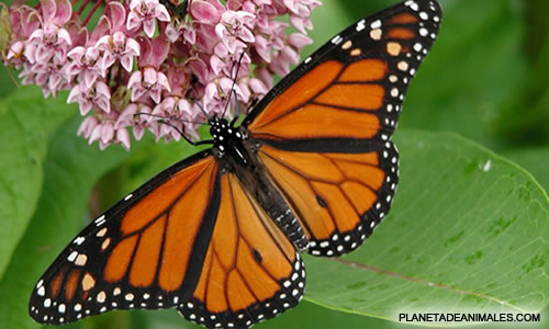manejo y ordenamiento de bosques: LEPIDOPTEROS FABIAN CUINTACO