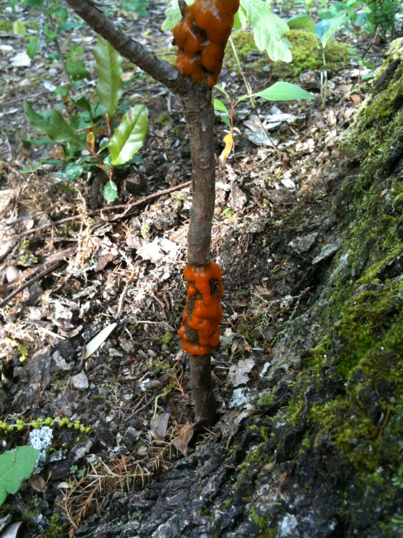 The Alabamycologist: Cedar quince rust