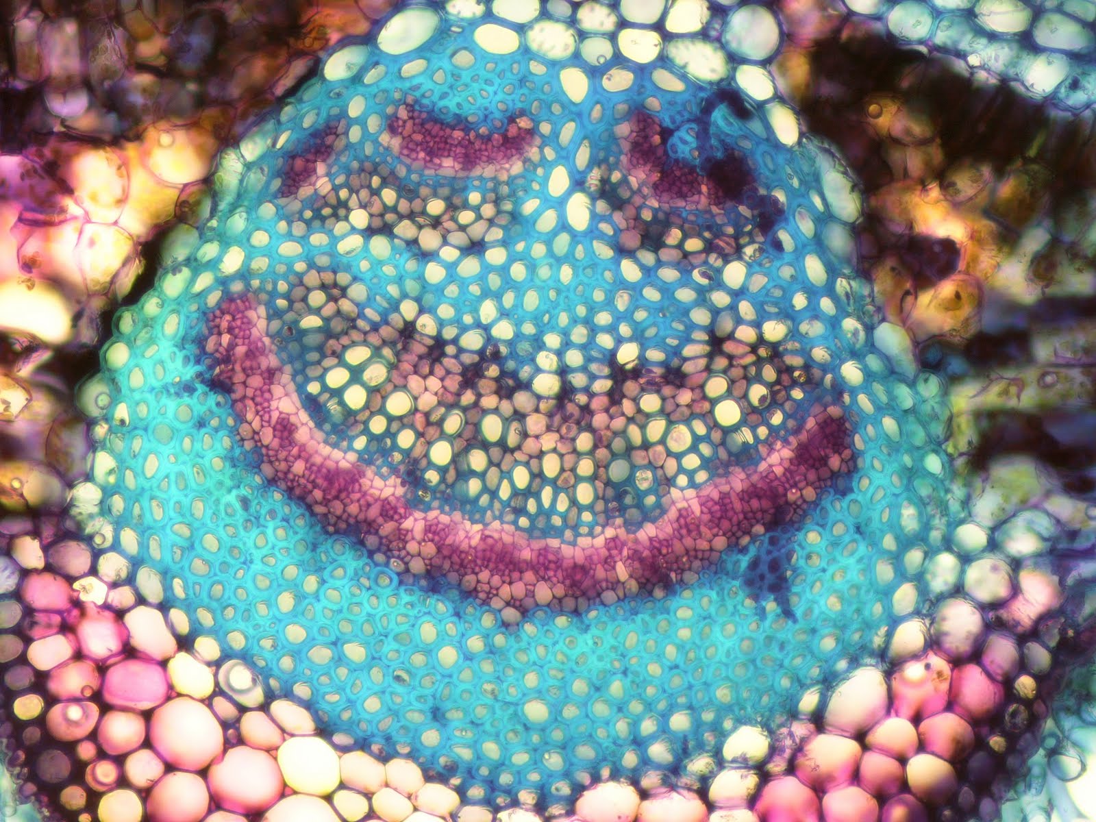 The Hut Chronicles: A botanical smiley face