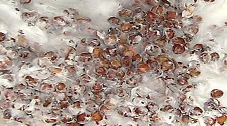 PRODUCCION HONGO ZETA ROCIO