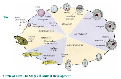 Gene' blog: Life cycles and the evolution of developmental patterns