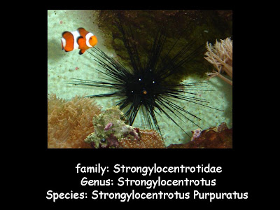 living in nature: ARTHROPODA & ENCHINODERMS