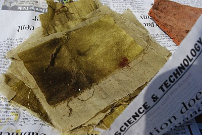 plantspeople: Five-Leaved Chaste Tree : Vitex negundo or Nochhi