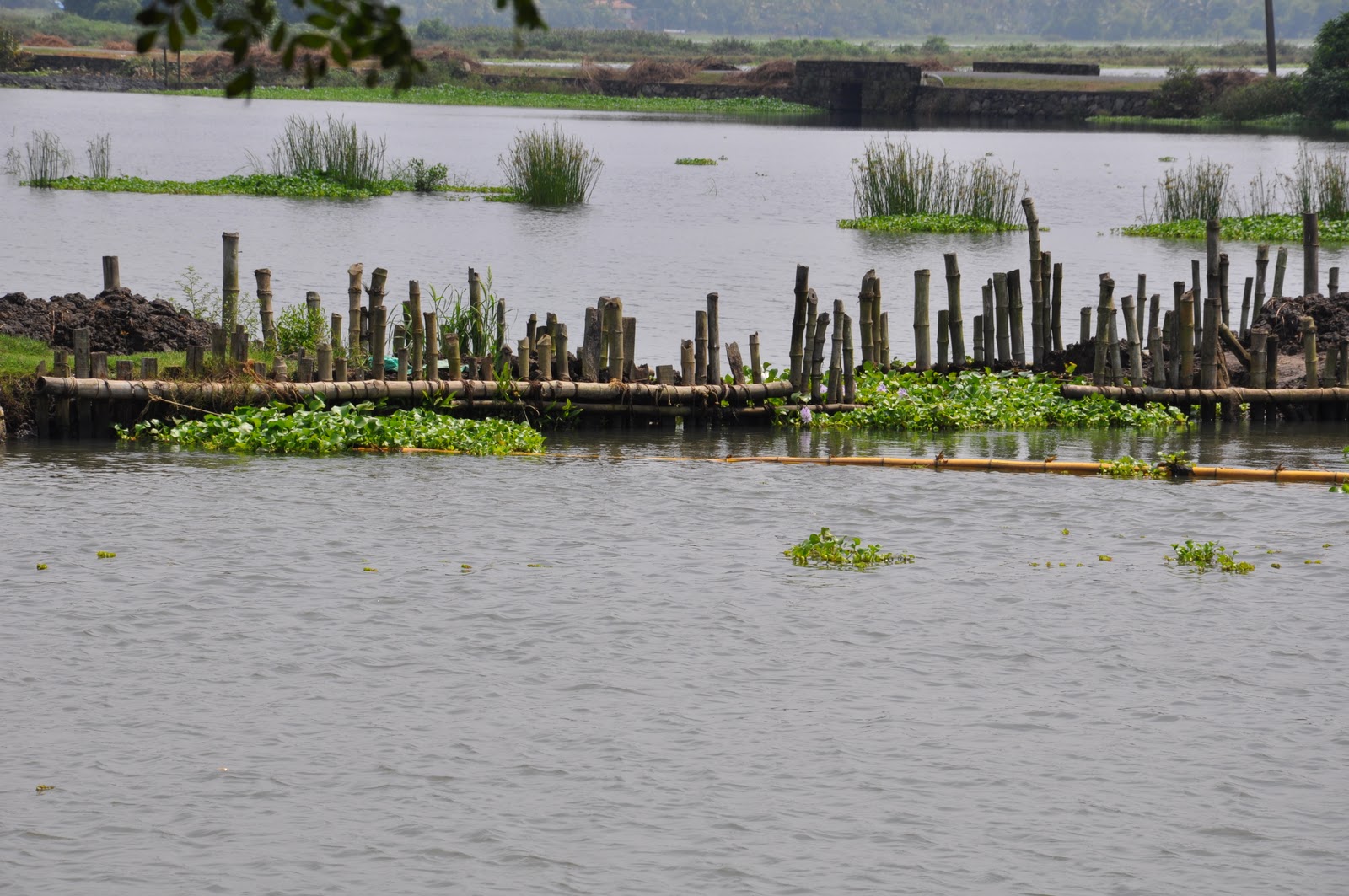 AQUA ANIMALIA: Traditional Aquaculture Practices In India
