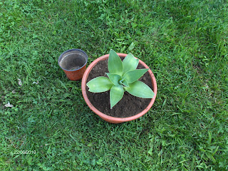 MACETOHUERTO PASO A PASO: COMO TRASPLANTAR FACILMENTE