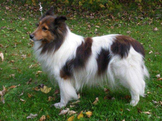 Shelamo Shelties: Rescued Shelties