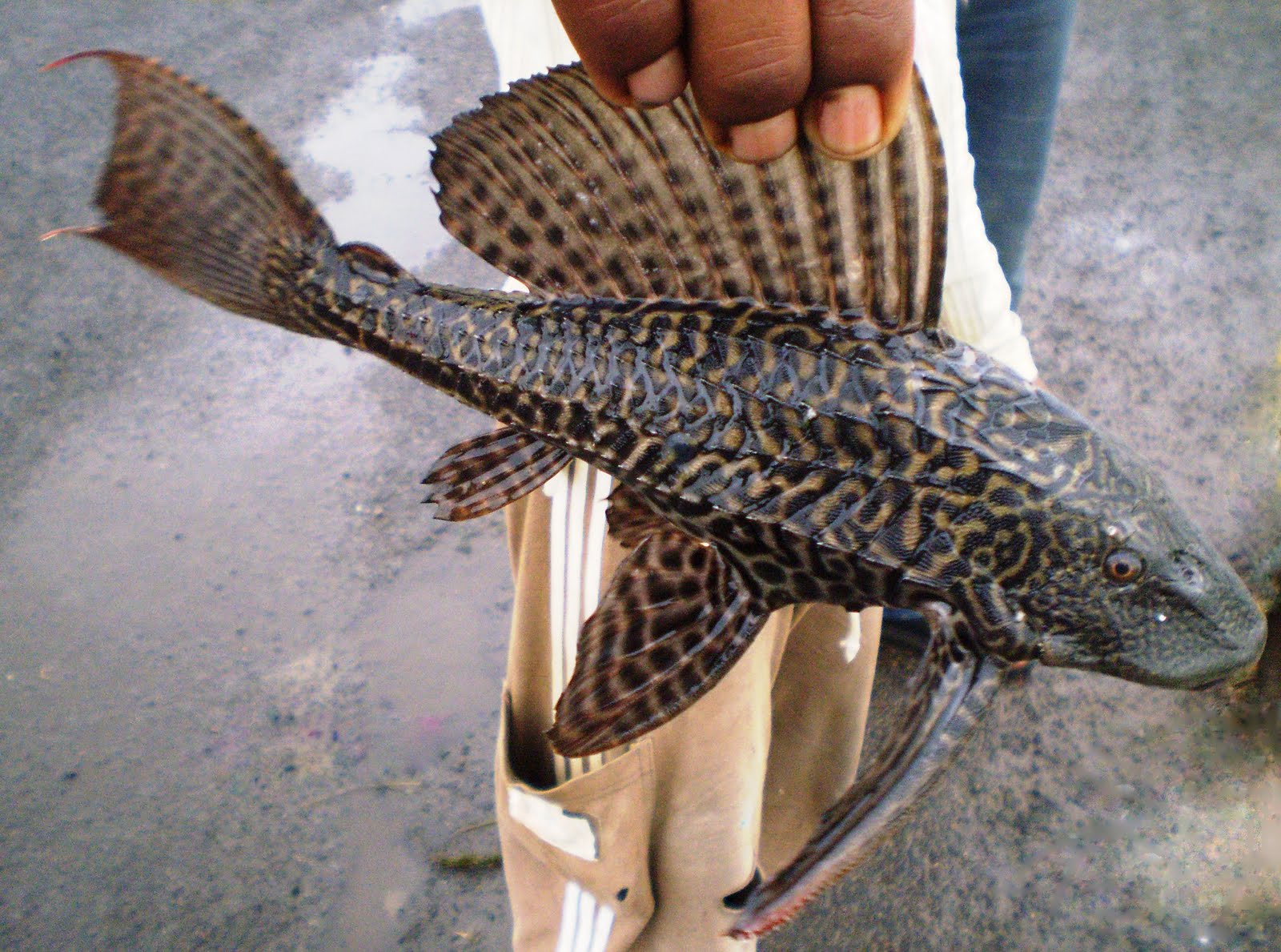 Animal Snapshot: Sucker fish