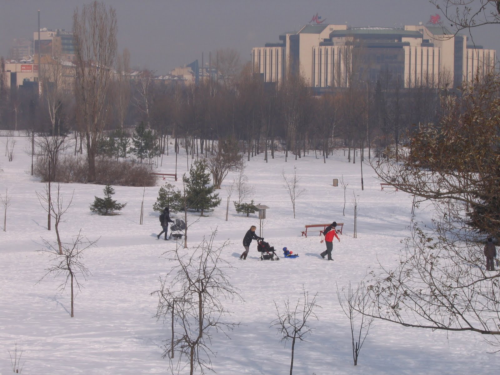 Scenes from a Snowy Park