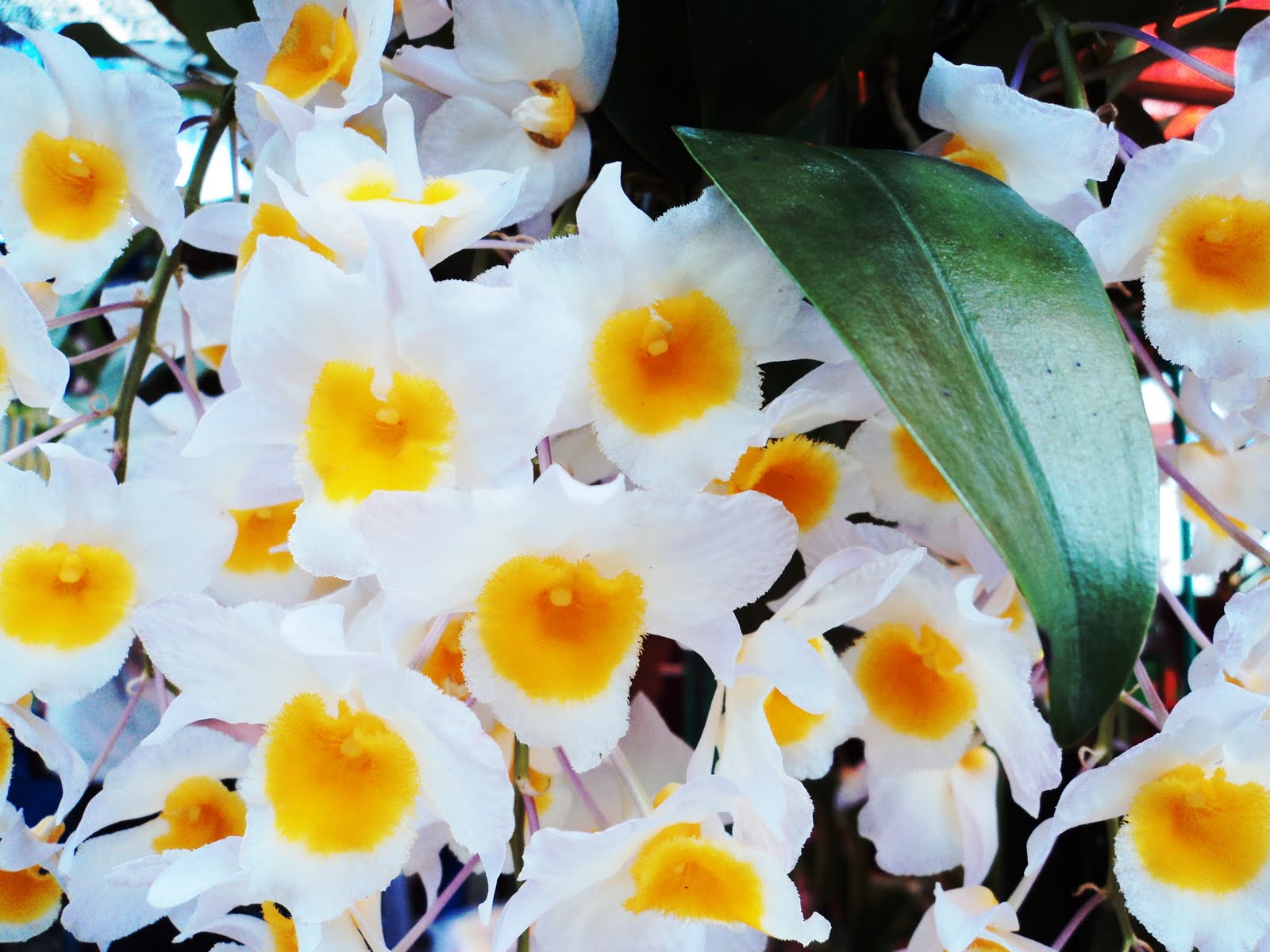 4 da Love of Orchids: Dendrobium farmeri