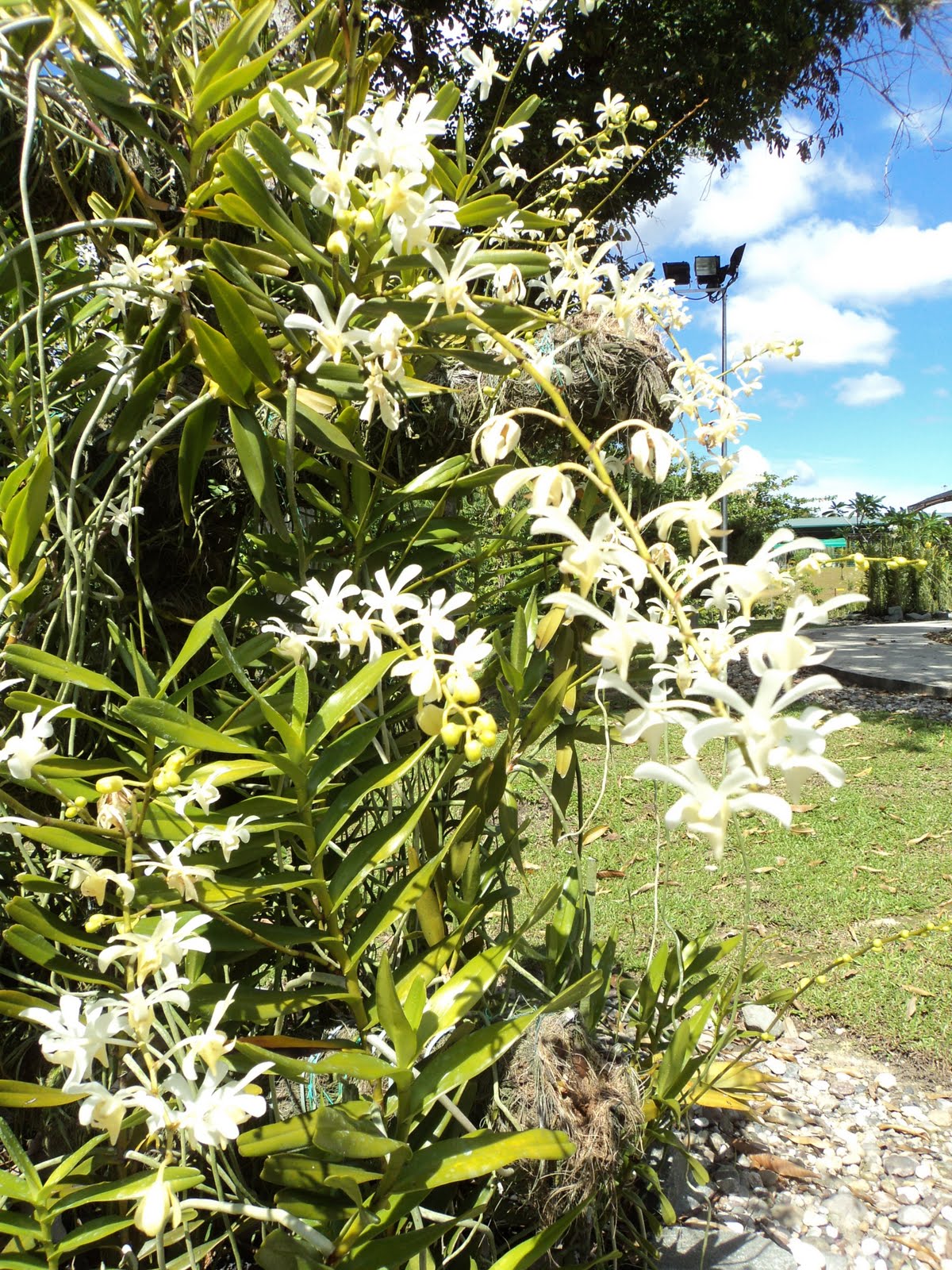 4 da Love of Orchids: Blooming orchids on dummy trees (1)