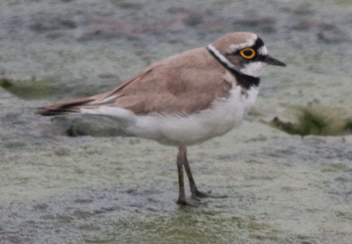 BirdPhotos: June 2010