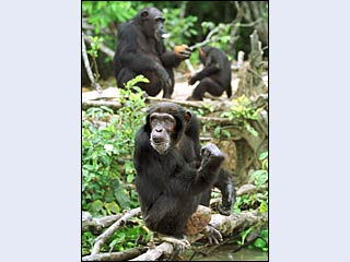 Weird Beasts (by Chris Perridas): Spear-Making Chimpanzees