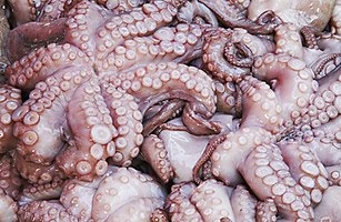 H. P. Lovecraft And His Legacy: Mass Octopus Death in Portugal