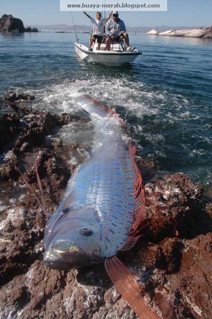 Big Catfish: The Long And Thin Fish ....