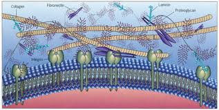Biología Celular "Membrana": Matriz Extracelular