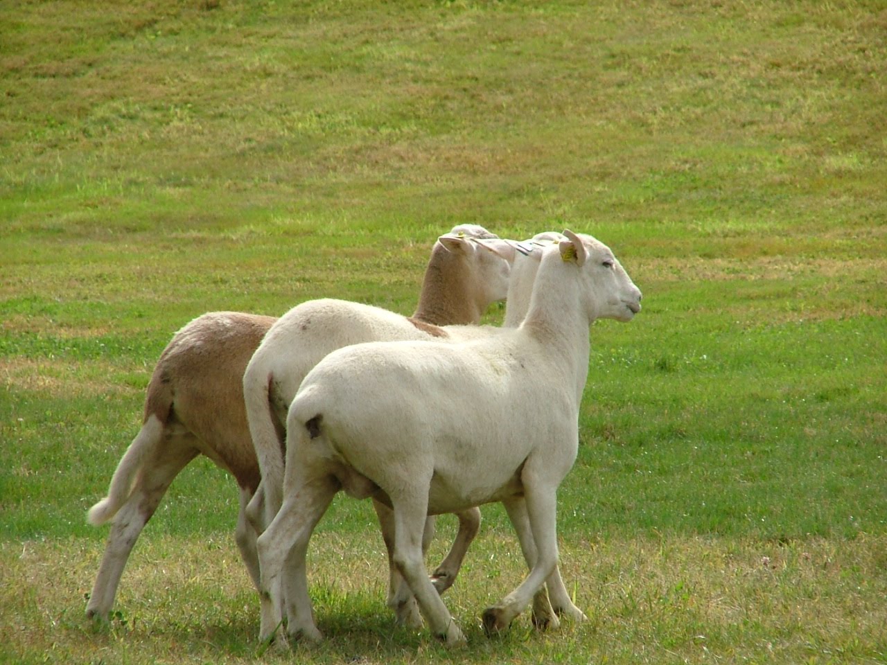 The Celtic Rose: MYTHOLOGY of Scotland & Ireland