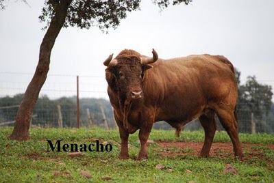 Blanco y Oro: * Pelajes del toro (Capítulo I)