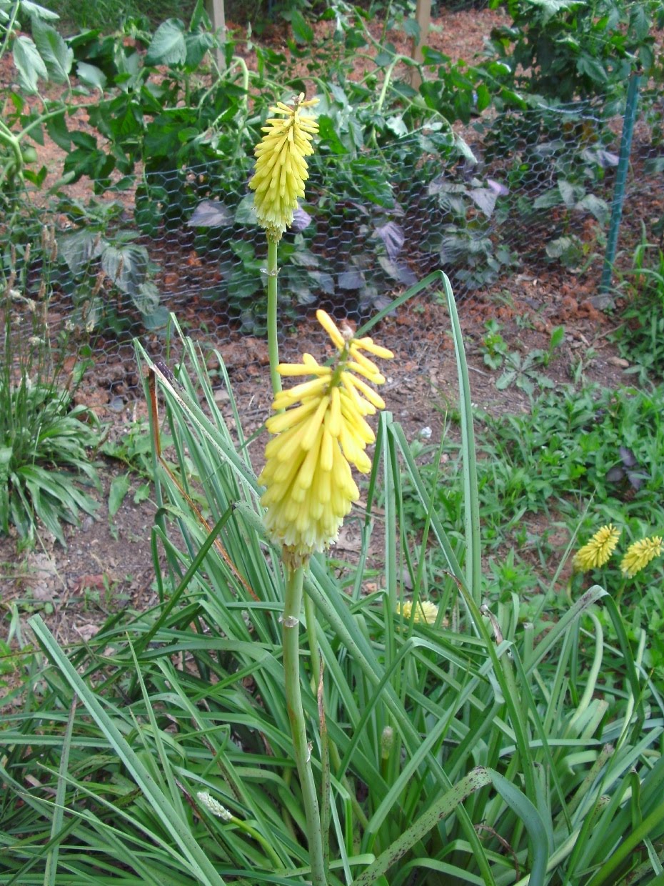 Muscari Musings: Red Hot Poker Plant...