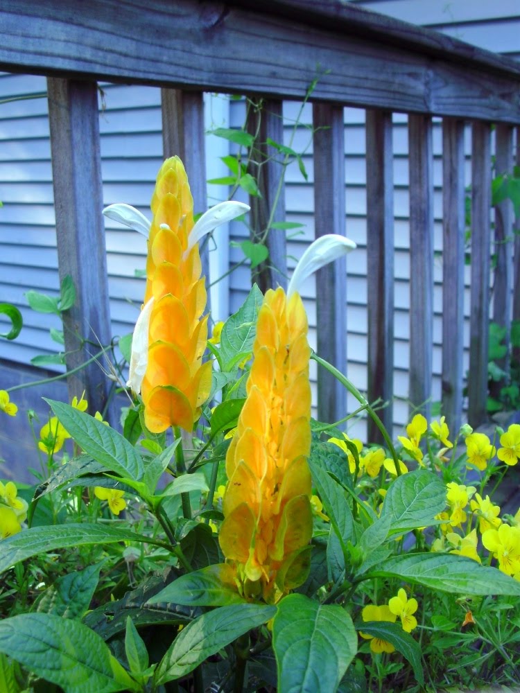 Muscari Musings: Yellow Shrimp Plant...