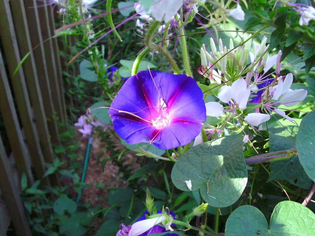 Muscari Musings: Spider Flowers and Morning Glories...