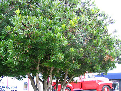 Native Oregon Plants: Native Oregon Coastal Plant I.D. Challenge!