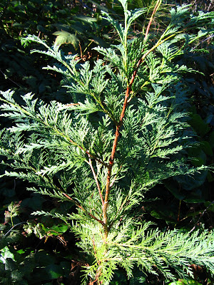 Native Oregon Plants: Native Oregon Coastal Plant I.D. Challenge!