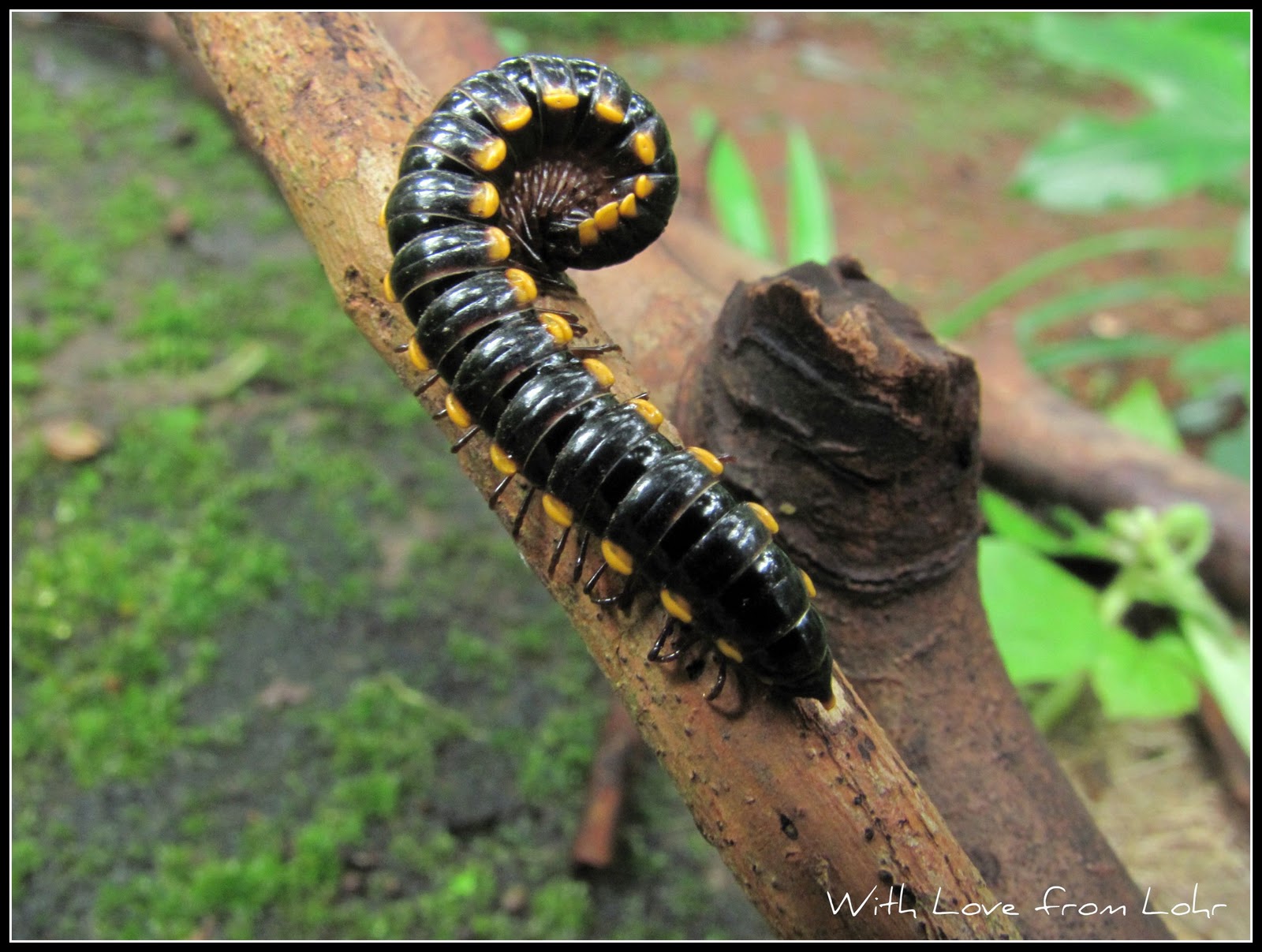 With Love from Lohr: Sundays in my City