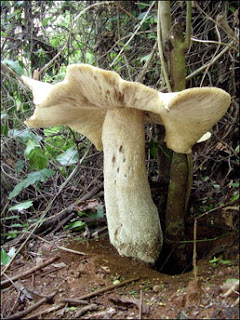 qué noticia!: Y aquí, el hongo más grande del mundo
