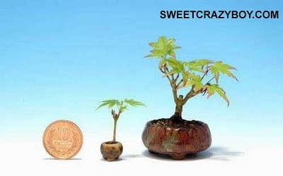 MING FEI titi: Bonsai Tree (World Smallest Tree)