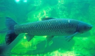 H A Z A R D F I S H I N G: WHITE AMUR ''GRASS CARP''