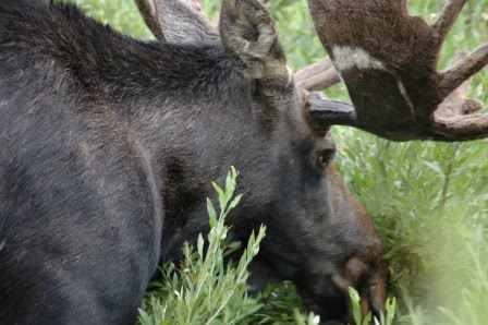 Goodfellows Itinerant: The Elusive Moose