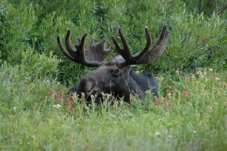 Goodfellows Itinerant: The Elusive Moose