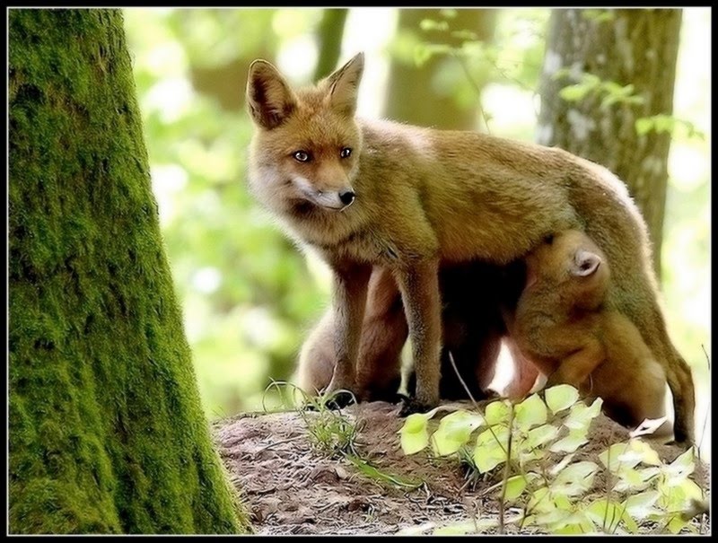 Bienvenue dans mon monde animalier: LE RENARD ROUX
