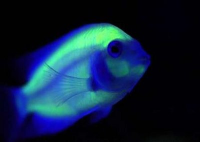 En Tha Realm Of Madness: Scientist Genetically engineered fish glow.