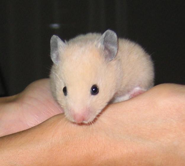 Roedores Alli: Espécies: Sirio